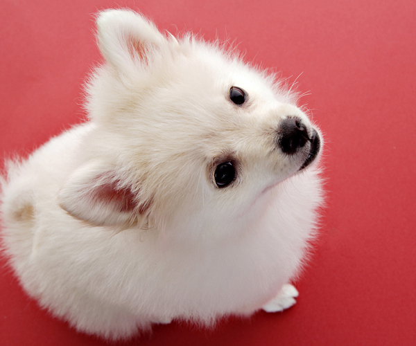 The dog in world: Pretty dog themes (very cool)