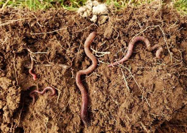 SISTEMA EXCRETOR DE LA LOMBRIZ