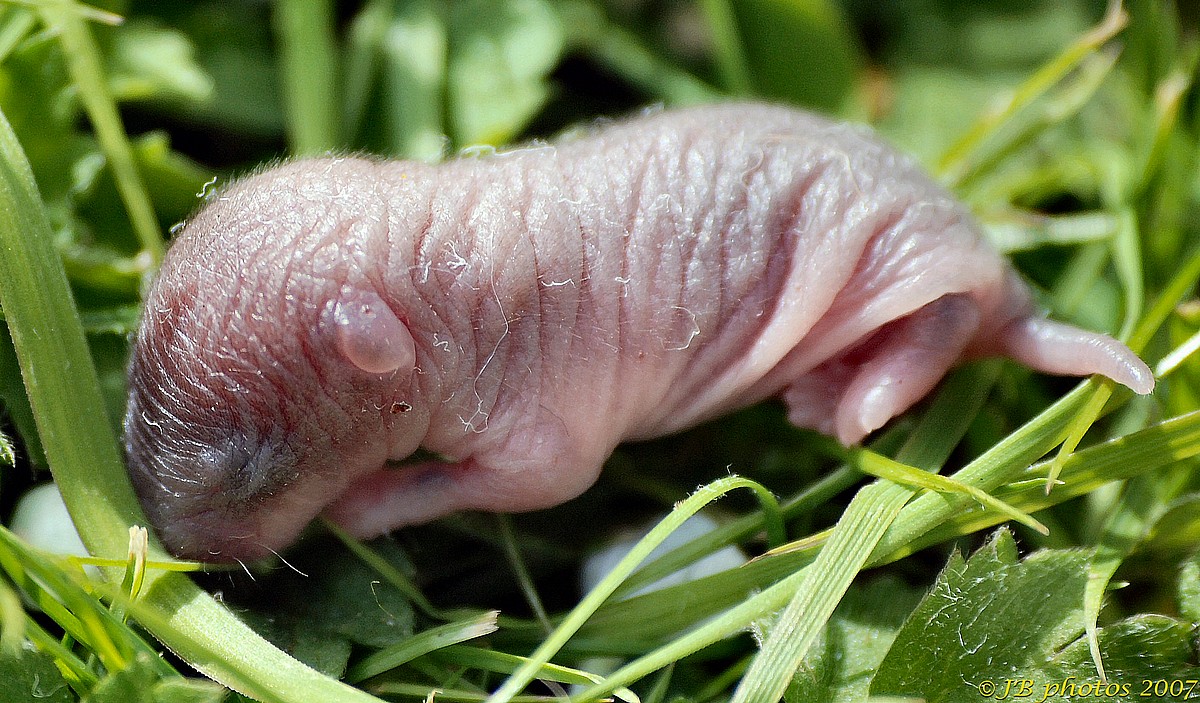 25K: Eat What? : Baby Mouse Wine