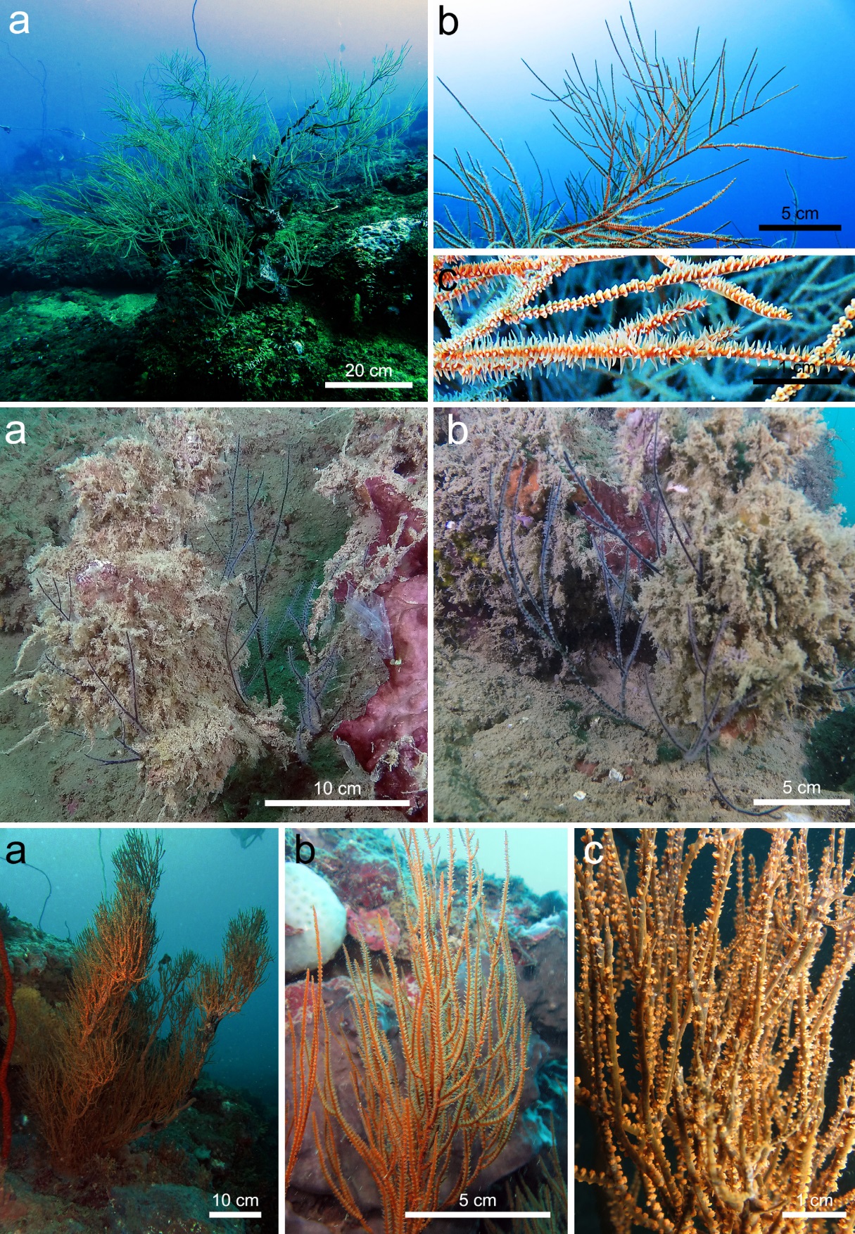 Species New to Science: [Cnidaria • 2020] Shallow-water Black Corals ...