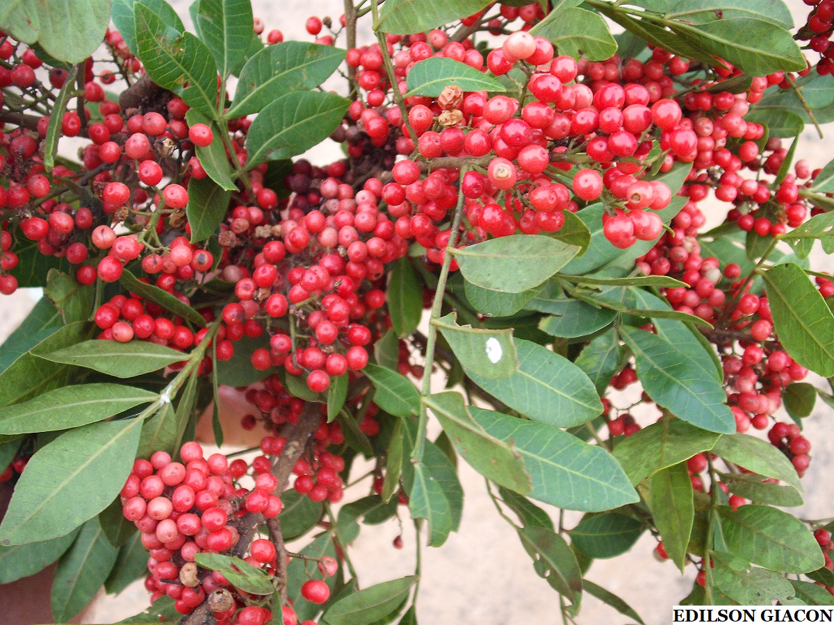 Viveiro Ciprest - Plantas Nativas e Exóticas: Pimenta Rosa ou Aroeira ...