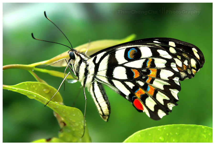 ThauChengCha'S||PhotoGraphy: My Home Town, Kampur