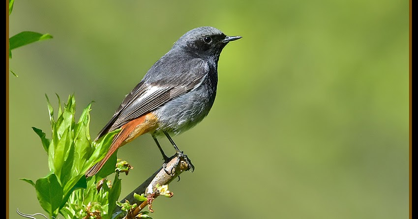 WILDLIFE GATEWAY: Le Rouge-queue mâle