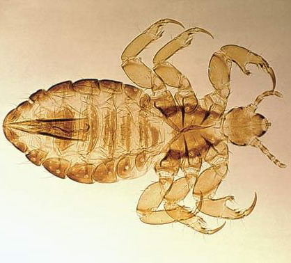 Lice - True Wildlife Creatures
