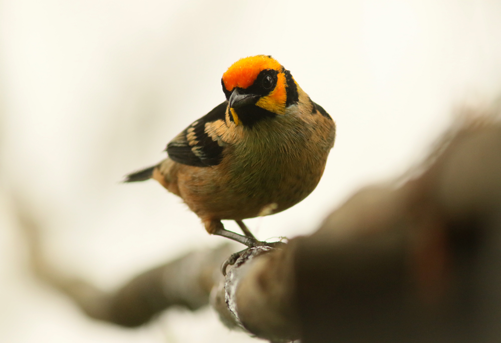 Birding Berrien and Beyond: a Vampire bird