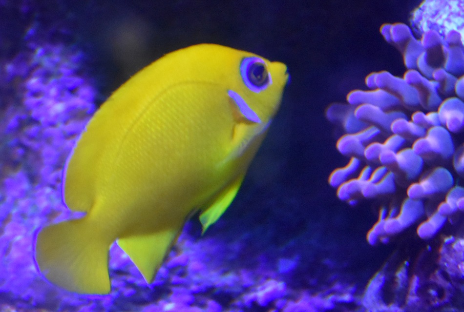 ZOOTOGRAFIANDO (6.100 ANIMALS): PEZ ÁNGEL LIMÓN / LEMONPEEL ANGELFISH ...