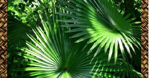 My Homeworks: PAMBANSANG DAHON: ANAHAW