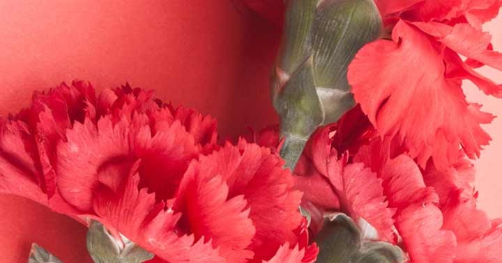 Cultivation practices of Carnation or Package Practices of Carnation