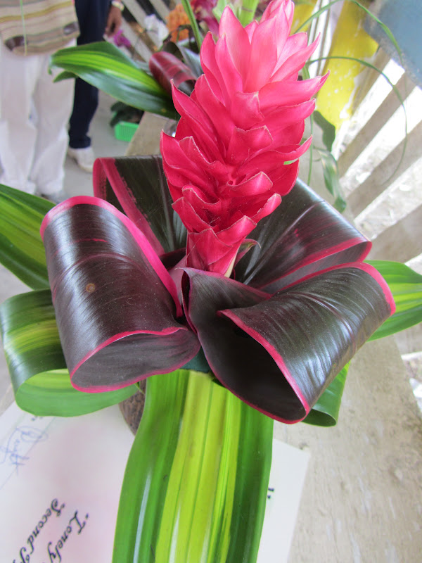 The Animals, The Rodeo, Plants and San Pedrano Sightings at the 2012 ...