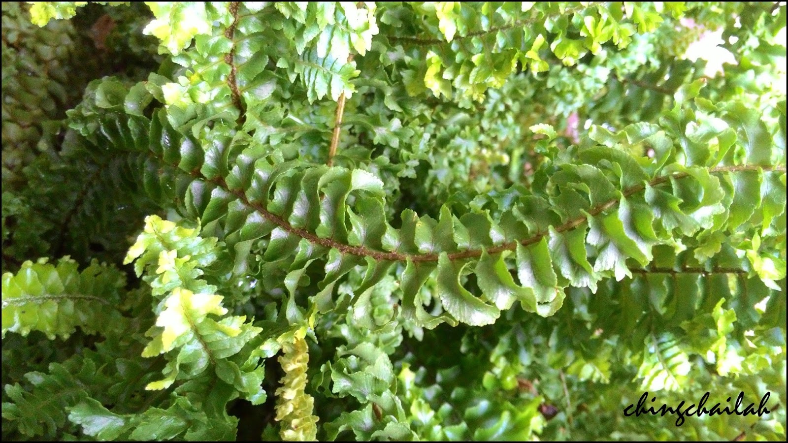 Simple Living In Nancy: GROWING FLUFFY RUFFLE FERN IN MY GARDEN.