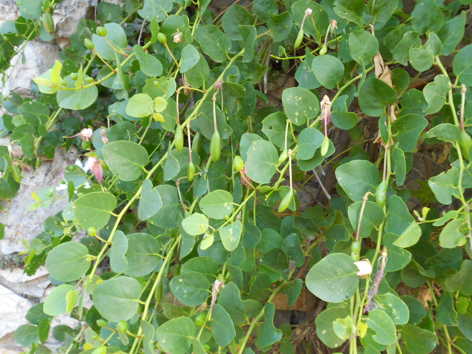 ARBUSTI E PIANTE: Cappero (Capparis spinosa).
