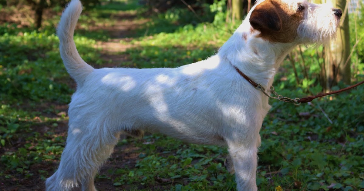 Parson Russell Terriers fra Kennel First Mate's