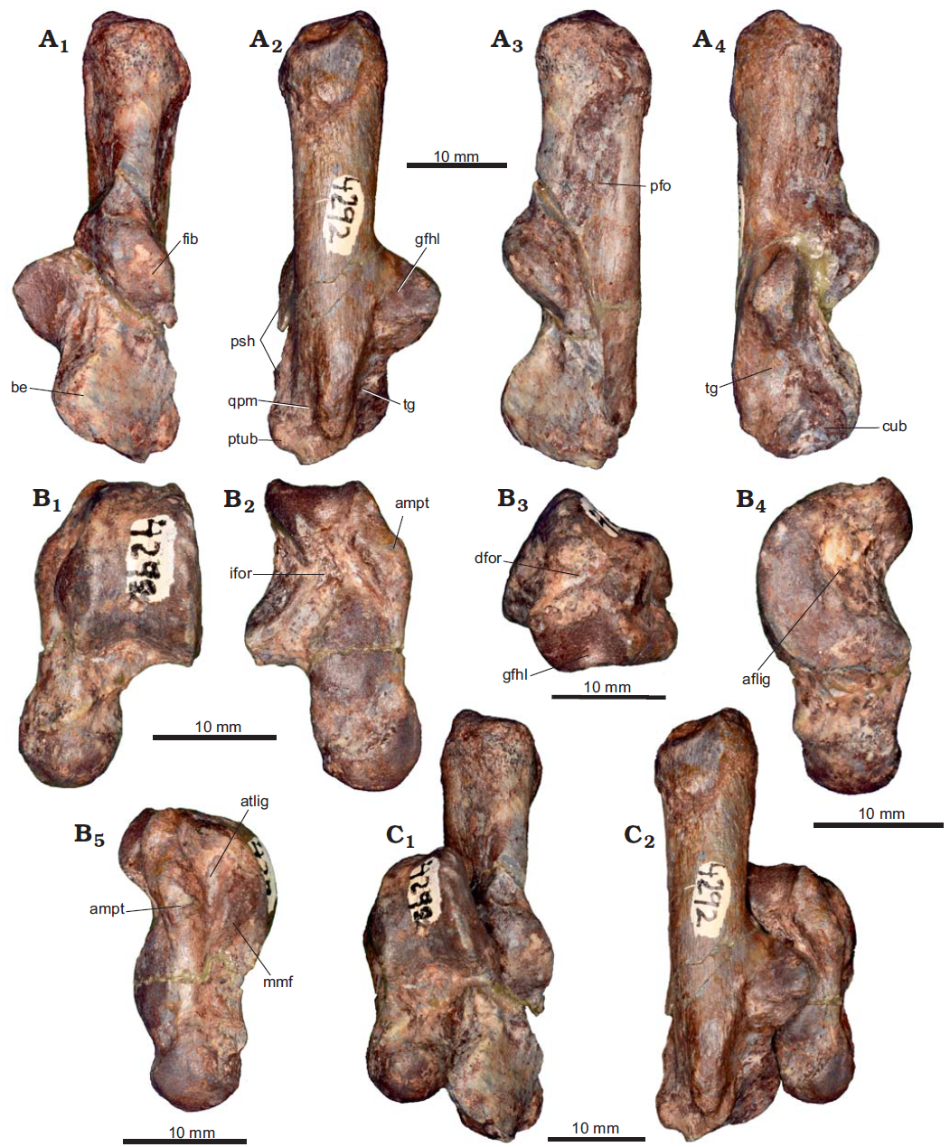 Sciency Thoughts: Using tarsal bones to understand Eocene Notoungulates.