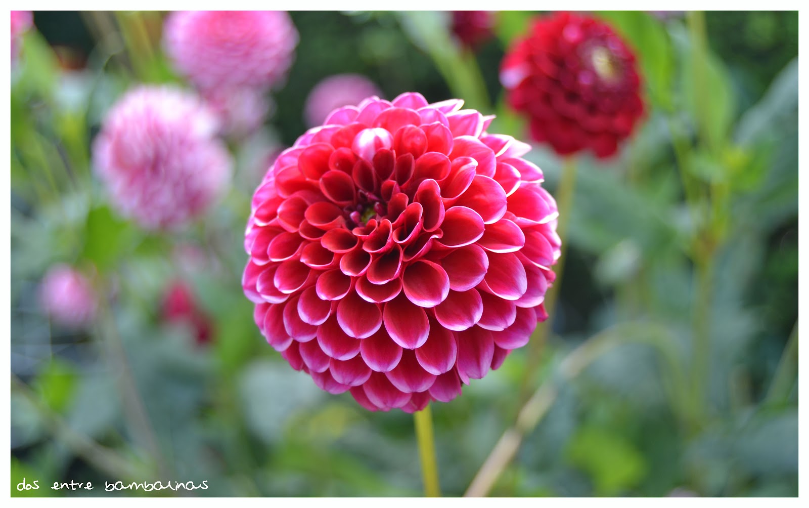 dos entre bambalinas: septiembre 2012