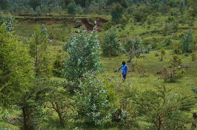 The Farrell Family in Africa: Mount Entoto National Park