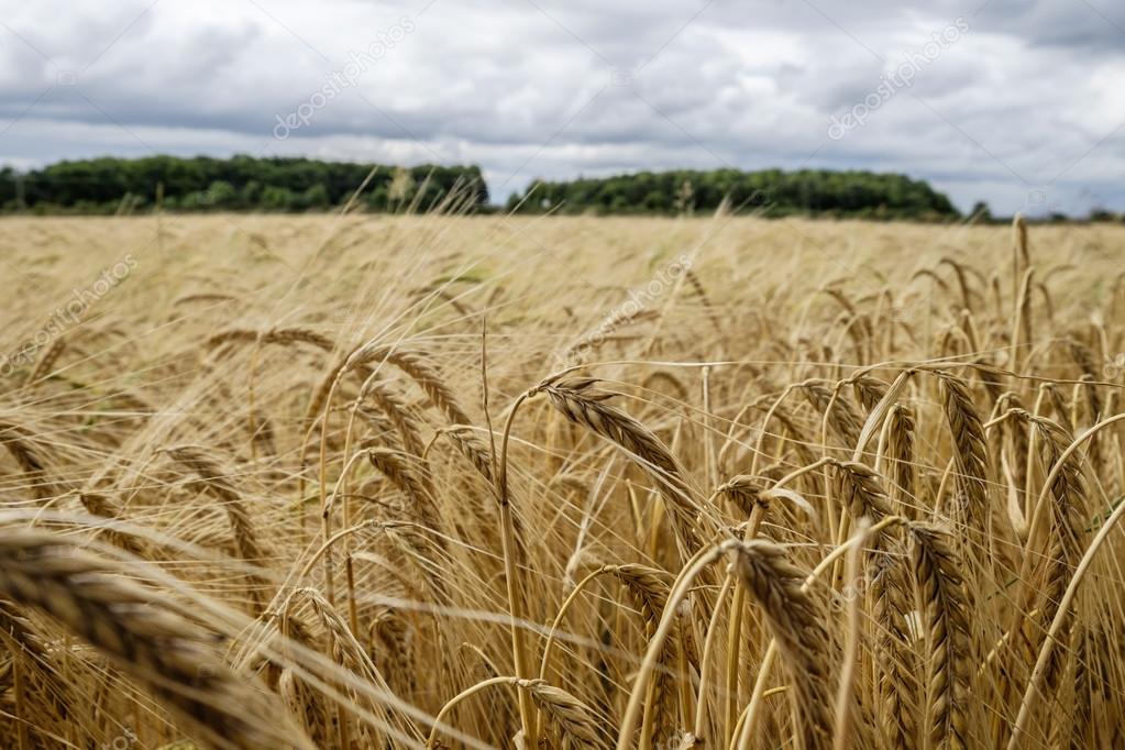 AGRICULTURA NO BRASIL: Cultura da Cevada (Resumo)