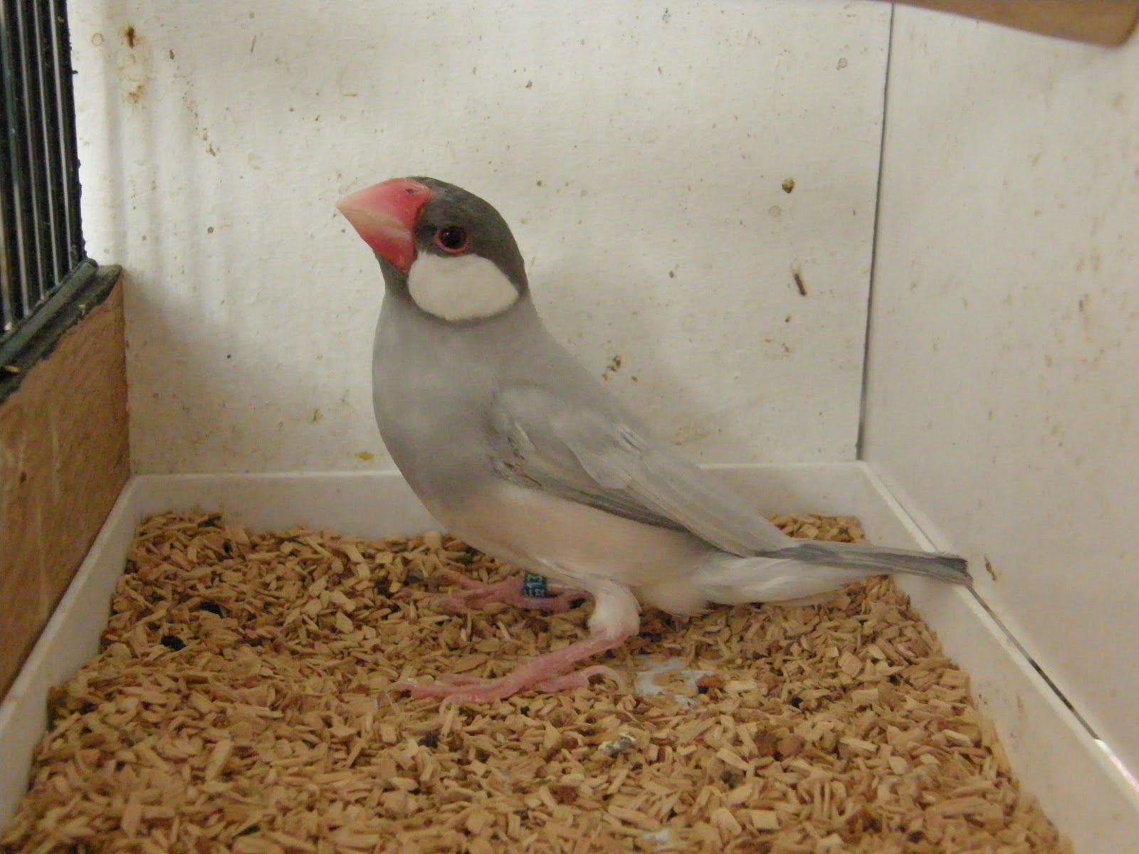 Mâle padda en partance chez un autre éleveur