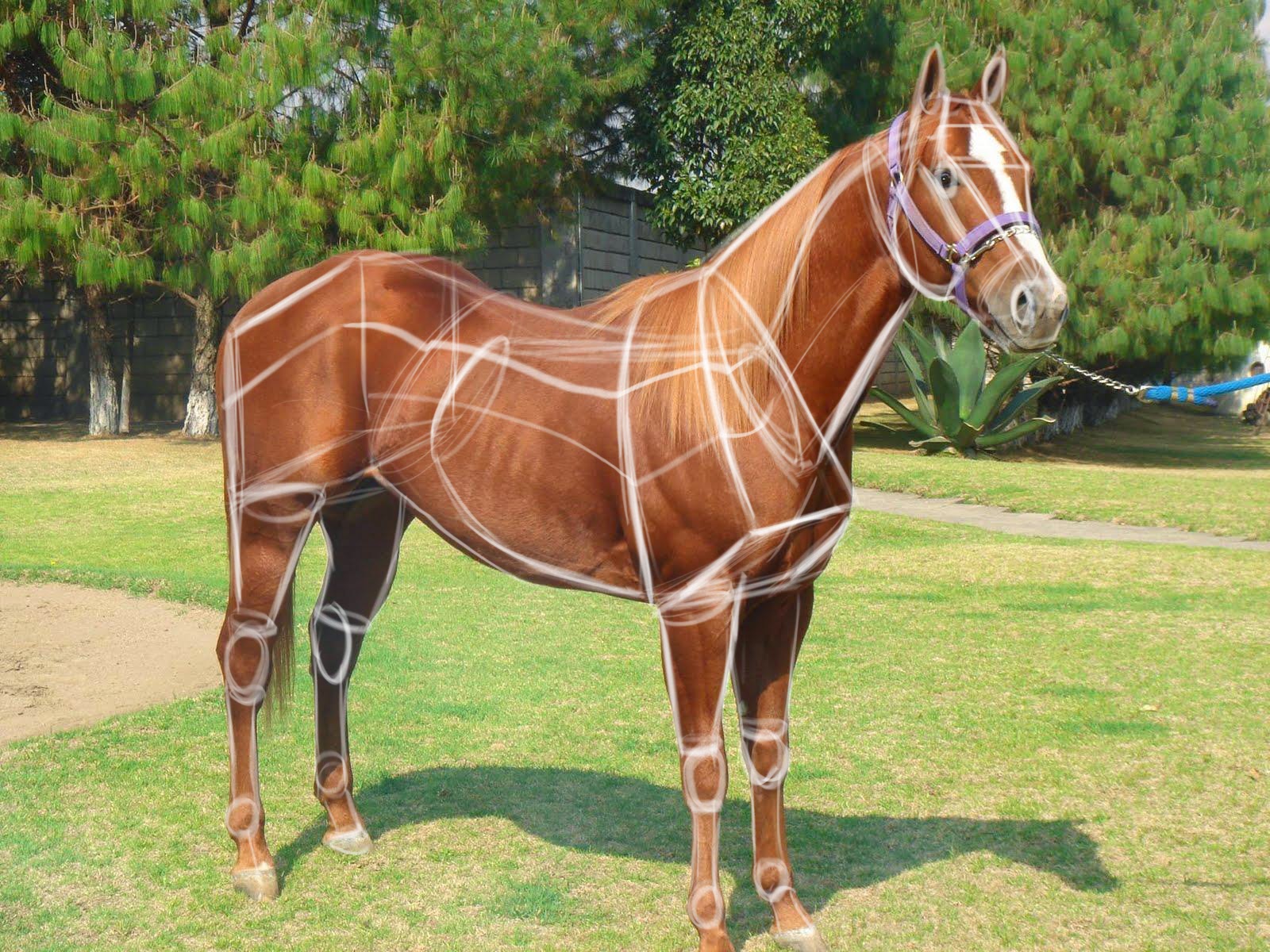 Joe Weatherly Fine Art: Horse drawing demos and diagrams.