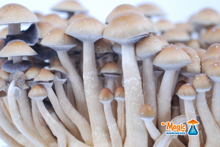 The Magic Mushrooms Shop: Paddo kweeksets: Paddo kweekset bestellen