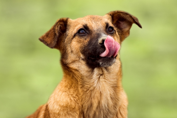 Why Is My Dog Licking The Air why-is-my-dog-licking-the-air