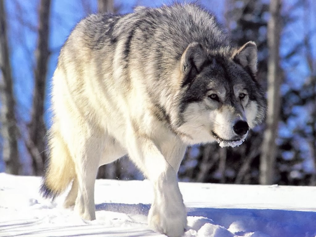 Endangered Animals: The Gray Wolf Endangered