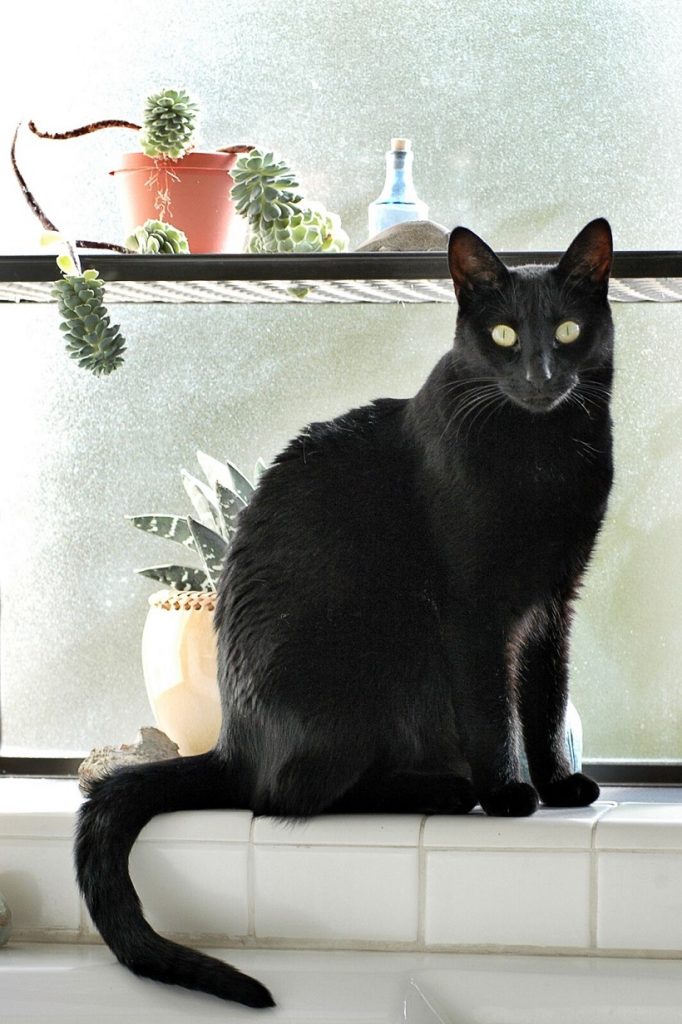 5 πράγματα που η γάτα σας θα ήθελε να γνωρίζετε | "Τα πάντα ρει news"