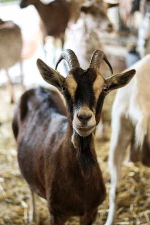 Mixtura: #SGUARDI POIETICI / La capra (Umberto Saba)