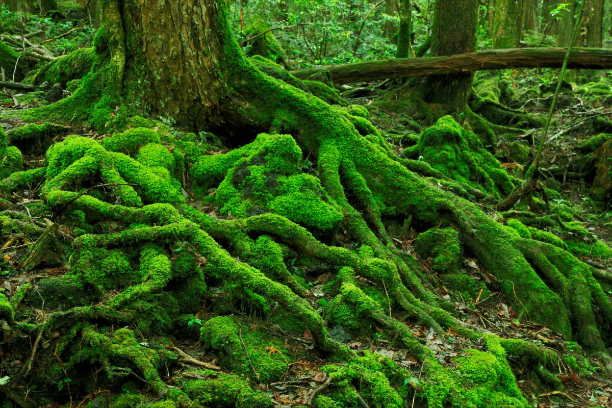 DragonsFaeriesElves&theUnseen : AOKIGAHARA FOREST OF DEATH