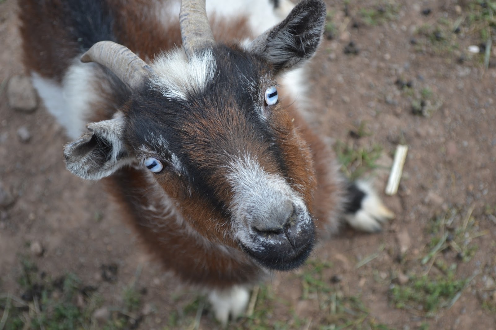 CY Design Studio: Artist Feature & Giveaway by Lucky Goat Designs