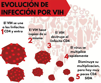 As 3 fases da infecção pelo HIV.