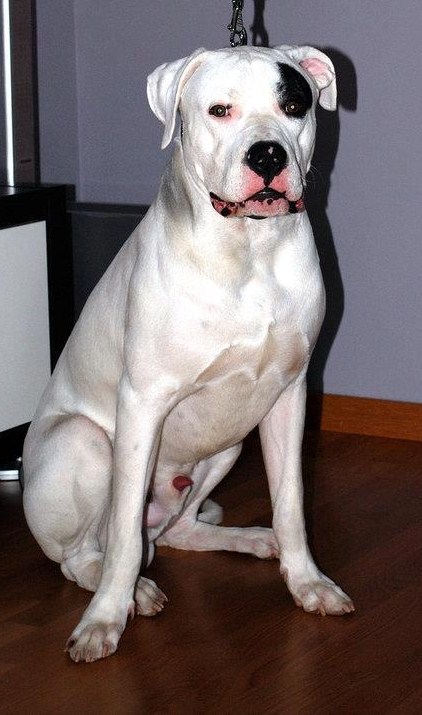 NOBLE GALGO: Dogo argentino en adopción.
