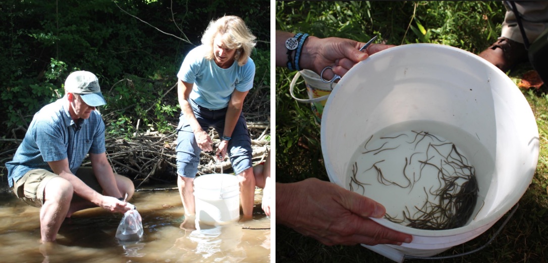 PA Environment Digest Blog: American Eels Reintroduced To Pickering ...