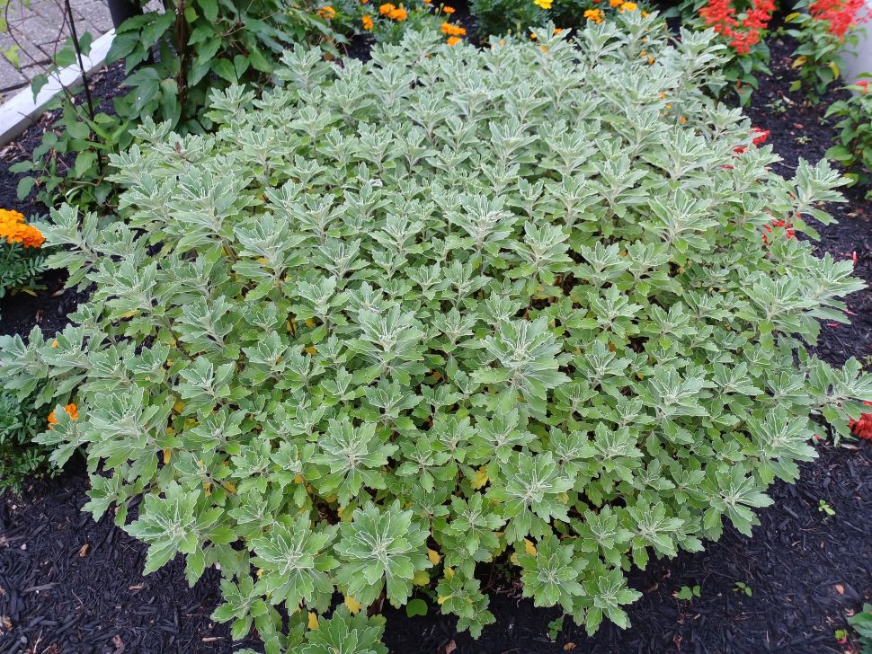 Future Plants by Randy Stewart: Ajania