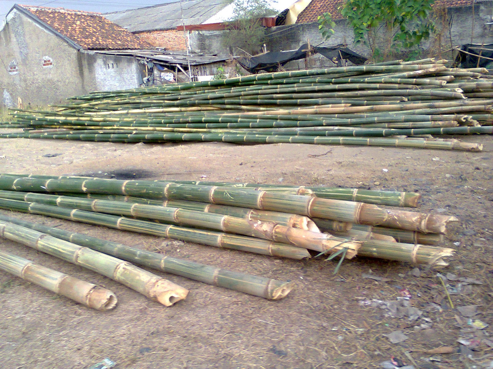 Sengon Jati: Bambu Gombong