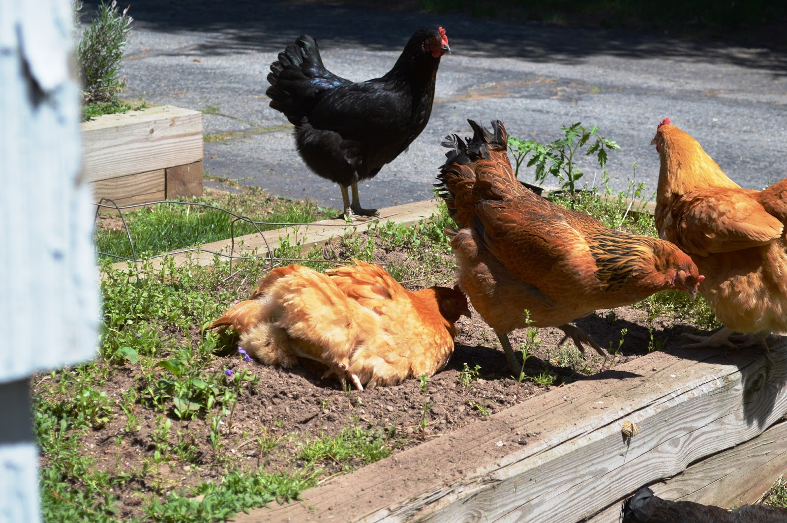 Clever Soiree: Pure Backyard Chicken LOVE