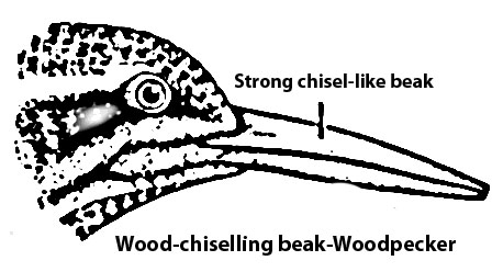 B. Sc. - II Animal Diversity- IV (Old) : TYPES OF BEAKS IN BIRDS ...