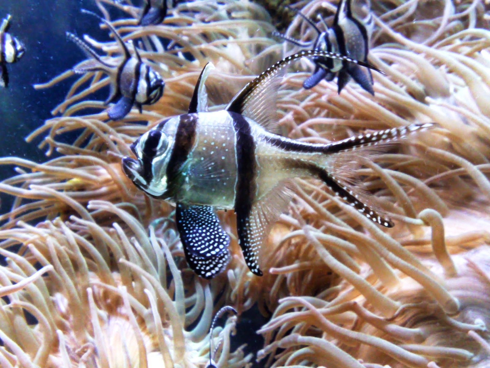 BANGGAI CARDINAL FISH photos - wallpapers (ανανεωμένο) | the fun bank