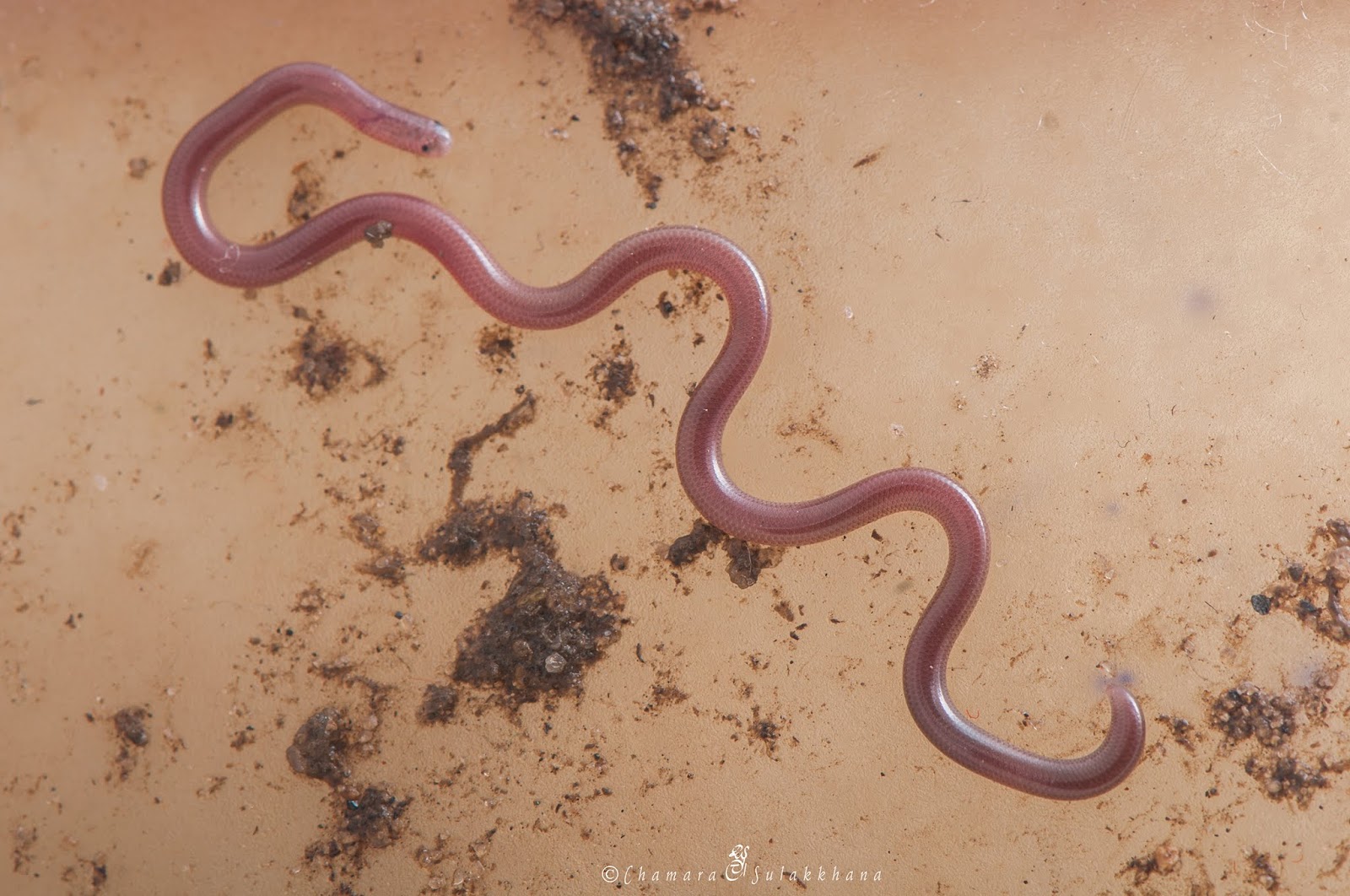 සතුන්ගේ ලෝකය: කණඋල්ලා Blind Snake (Typhlops Sp.)