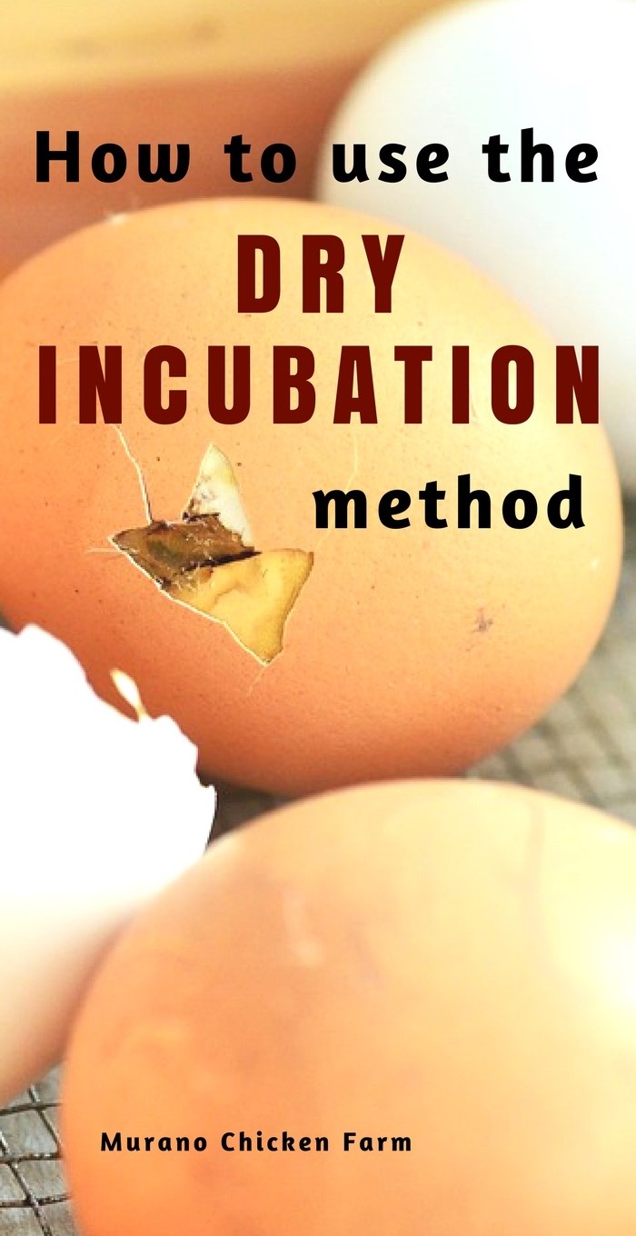 Dry incubation: Raise your hatch rate by not adding water - Murano Chicken Farm