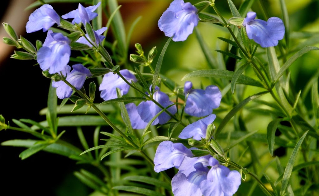 Salvia azurea - Blue sage - Prairie sage care and culture | Travaldo's blog