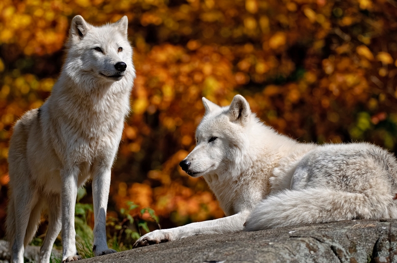 White Wolf : Breathtaking photos of wolves in the woods during the ...