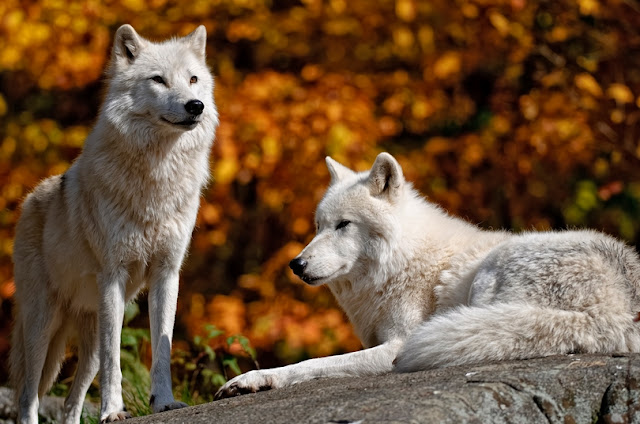 White Wolf : Breathtaking photos of wolves in the woods during the ...