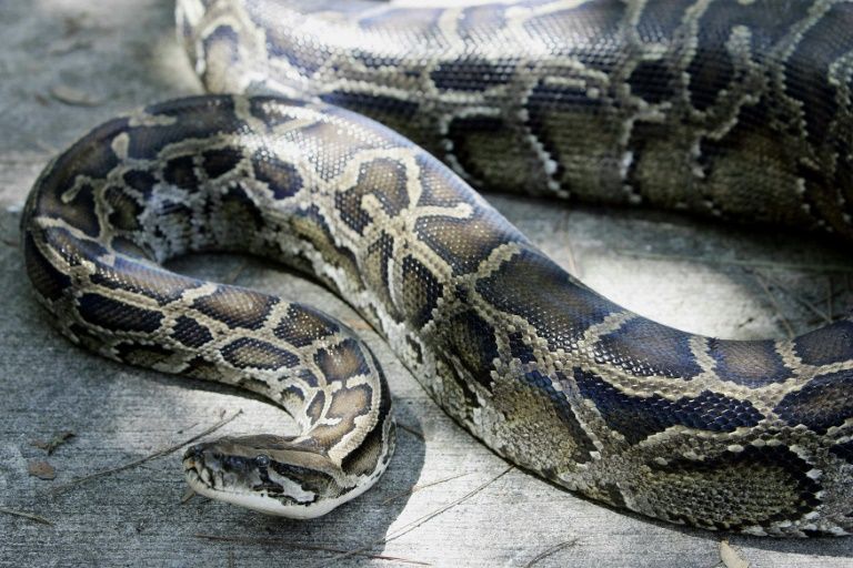 Under The Angsana Tree: Woman swallowed whole by 8m python