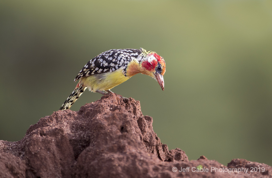 Jeff Cable's Blog: The Amazing Birds of Tanzania
