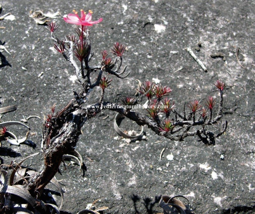 Cultivadores de plantas carnívoras en el Perú: Ledothamnus decumbens-la ...