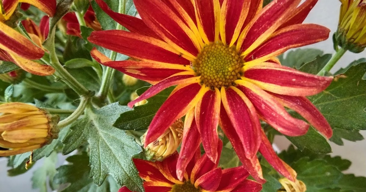 BUNGA KRISAN (SERUNAI) dan ASTER