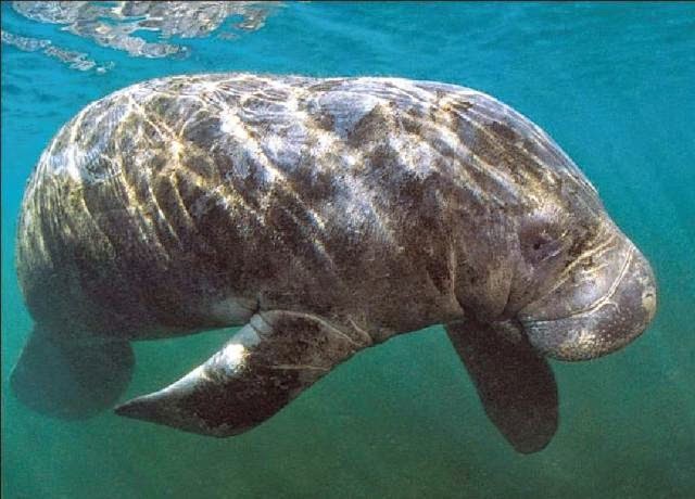 A Little Note: Sapi Laut, Hewan Unik dari Alaska