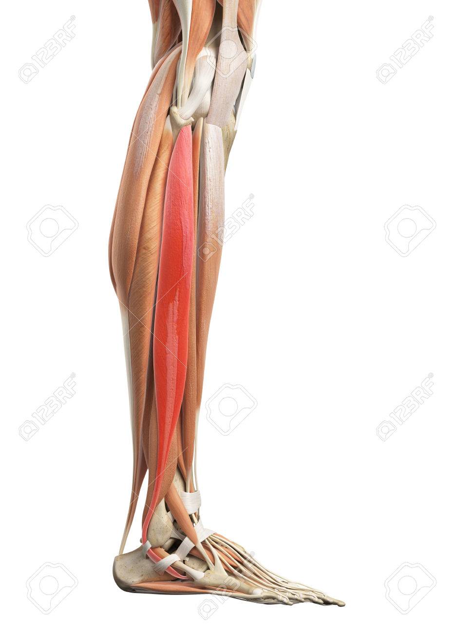 Anatomía de los músculos : Blog anatomía de los músculos del cuerpo humano