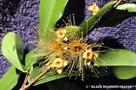 BUNGA: Syzygium/ Jambu-jambuan