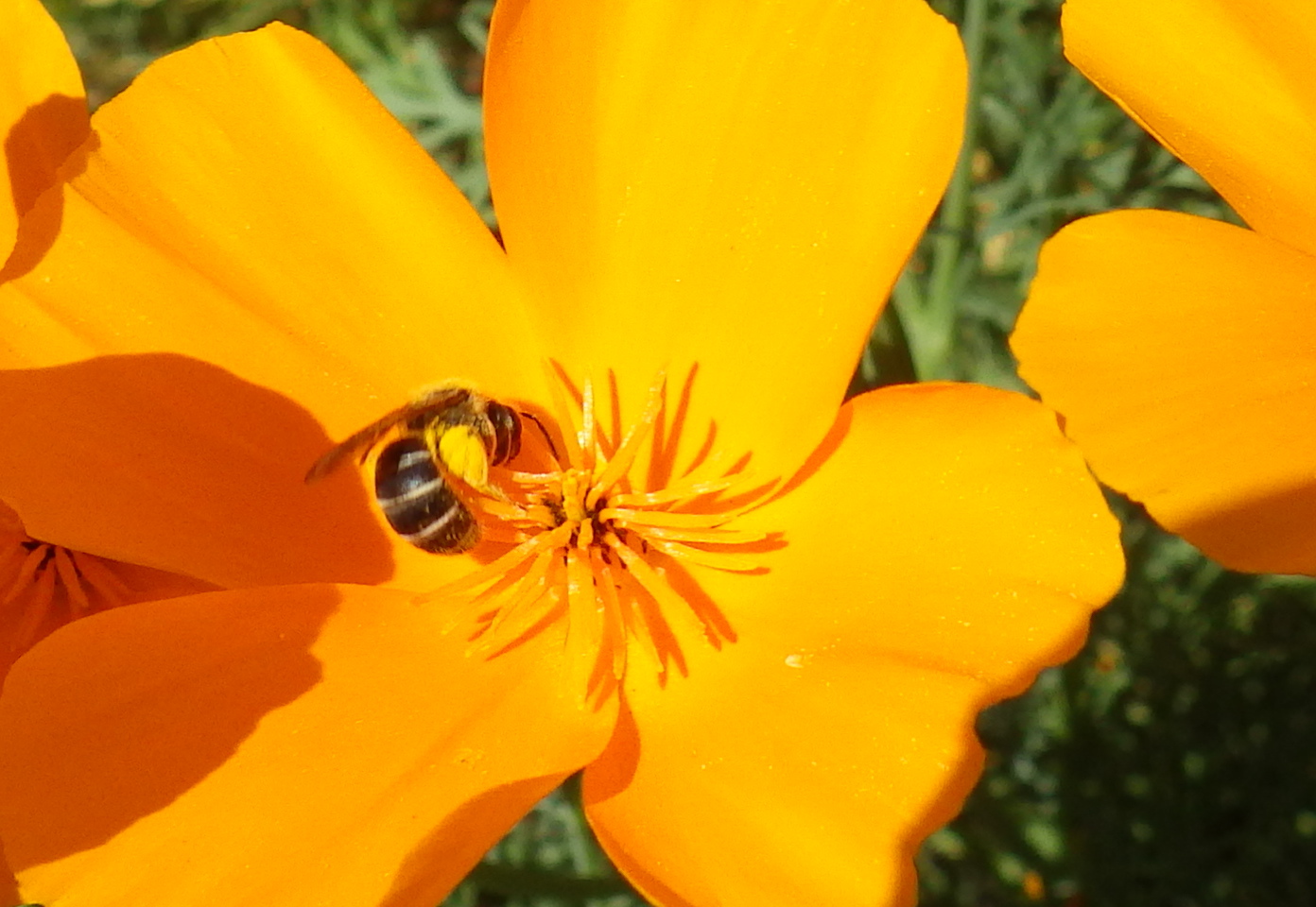 Victory Gardens for Bees: Falling for Bees: A Positive Pollinator Week ...